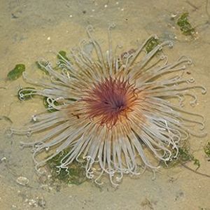 The Biodiversity of Singapore- Ceriantharia sp. 09