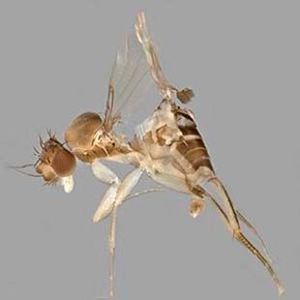 The Biodiversity of Singapore- Megaselia sp. ZRC_BDP0031986