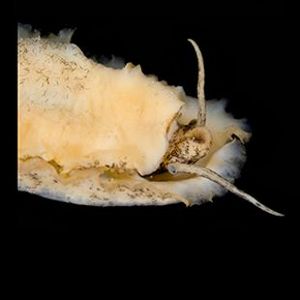 The Biodiversity of Singapore- Scutus sp. 4