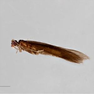 The Biodiversity of Singapore- Hydroptilidae sp. ZRCBDP0026554 ...