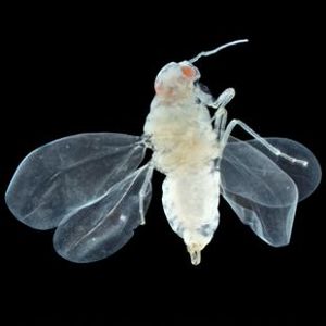 The Biodiversity of Singapore- Hemiptera sp. ZRC_BDP0166252