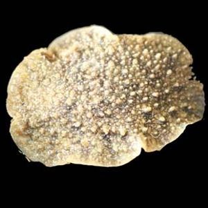 The Biodiversity of Singapore- Peronia sp. IP0288