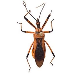 The Biodiversity of Singapore- Campsolomus sp. "nr. Sp1"
