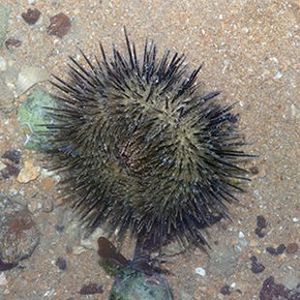 The Biodiversity of Singapore- Temnopleurus toreumaticus