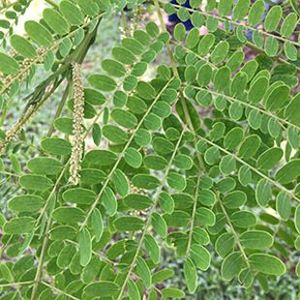 The Biodiversity of Singapore- Tetrapleura tetraptera