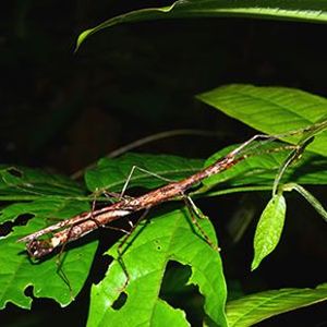 The Biodiversity of Singapore- Asceles larunda