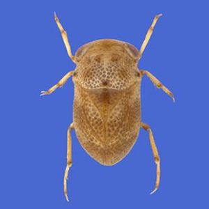 The Biodiversity of Singapore- Paraplea liturata