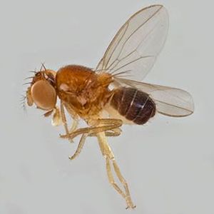 The Biodiversity of Singapore- Drosophilidae sp. ZRC_BDP0291712