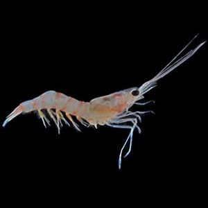 The Biodiversity of Singapore- Solenocera sp. JS-1659