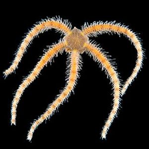 The Biodiversity of Singapore- Ophiothrix (Ophiothrix) sp. 13