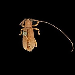The Biodiversity of Singapore- Serixia (Serixia) longicornis