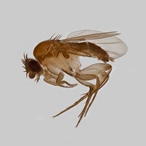 The Biodiversity of Singapore- Phoridae sp. ZRC_BDP0069680