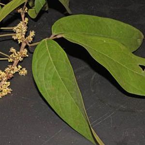 The Biodiversity of Singapore- Agelaea macrophylla