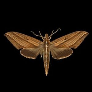 The Biodiversity of Singapore- Elibia dolichus