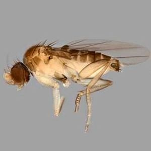 The Biodiversity of Singapore- Metopina-group sp. ZRC_BDP002811