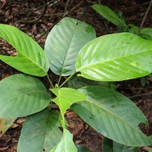 The Biodiversity of Singapore- Baccaurea macrophylla