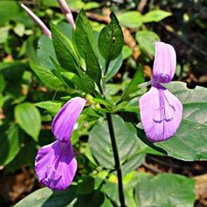 The Biodiversity of Singapore- Peristrophe roxburghiana