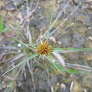 The Biodiversity of Singapore- Rhynchospora rubra