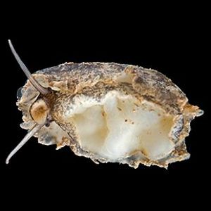 The Biodiversity of Singapore- Hoof-shield limpet sp. 4