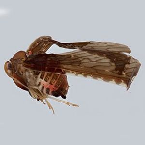 The Biodiversity of Singapore- Hemiptera sp. ZRC_BDP0143721