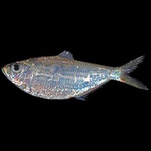The Biodiversity of Singapore- Pellona ditchela
