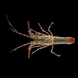 The Biodiversity of Singapore- Panulirus sp.