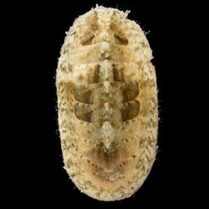 The Biodiversity of Singapore- Polyplacophora sp. 13