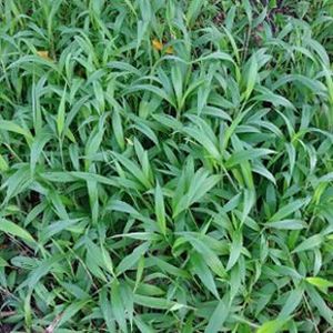 The Biodiversity of Singapore- Setaria barbata