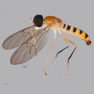 The Biodiversity of Singapore- Ptecticus sp. ZRCBDP0051647