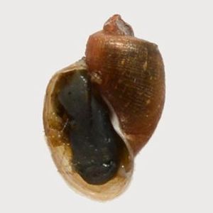 The Biodiversity of Singapore- Amerianna carinata