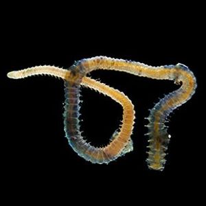 The Biodiversity of Singapore- Oenonidae? sp. SS-0094