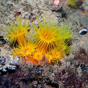 The Biodiversity of Singapore- Tubastrea sp.