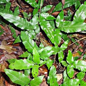 The Biodiversity of Singapore- Pronephrium triphyllum