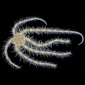 The Biodiversity of Singapore- Ophiothrix (Ophiothrix) sp. 25