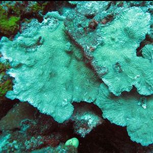 The Biodiversity of Singapore- Merulina scabricula