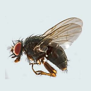 The Biodiversity of Singapore- Muscidae sp. ZRCBDP0077760