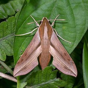 The Biodiversity of Singapore- Hippotion rosetta