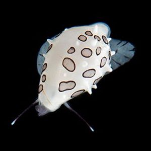 The Biodiversity of Singapore- False cowrie sp.