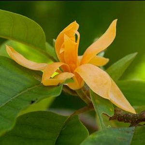 The Biodiversity of Singapore- Magnolia champaca