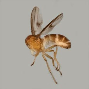 The Biodiversity of Singapore- Drosophila (cf. nasuta group) sp ...