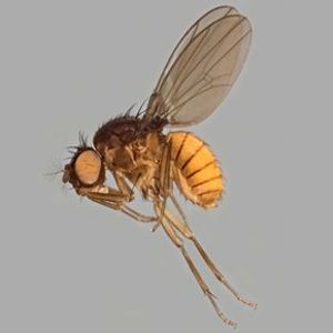 The Biodiversity of Singapore- Drosophilidae sp. ZRC_BDP0019949