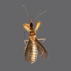 The Biodiversity of Singapore- Enicocephalidae sp. ZRCBDP0072110