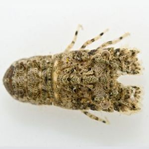 The Biodiversity of Singapore- Scyllaridae sp. 7