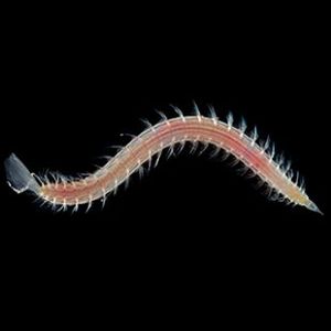 The Biodiversity of Singapore- Armandia sp. SUB-0981