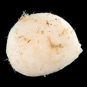 The Biodiversity of Singapore- Geodia sp.