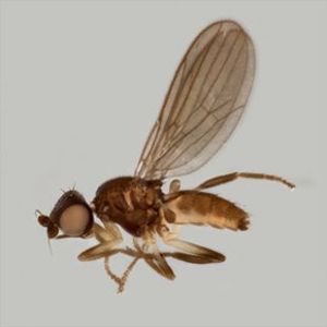 The Biodiversity of Singapore- Chloropidae sp. cluster_79