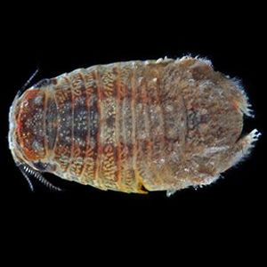 The Biodiversity of Singapore- Sphaeromatidae sp. 17