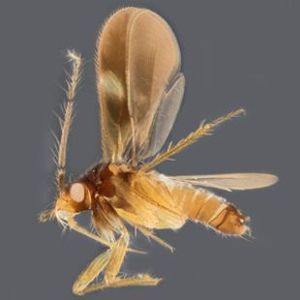 The Biodiversity of Singapore- Hemiptera sp. ZRC_BDP0109753