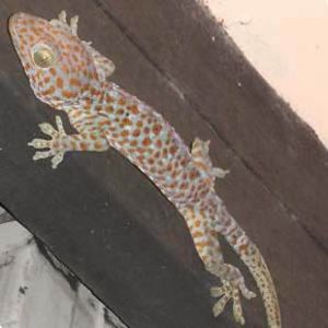 The Biodiversity of Singapore- Gekko (Gekko) gecko