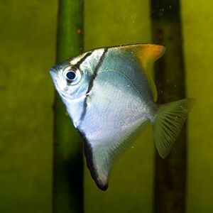 The Biodiversity of Singapore- Monodactylus argenteus